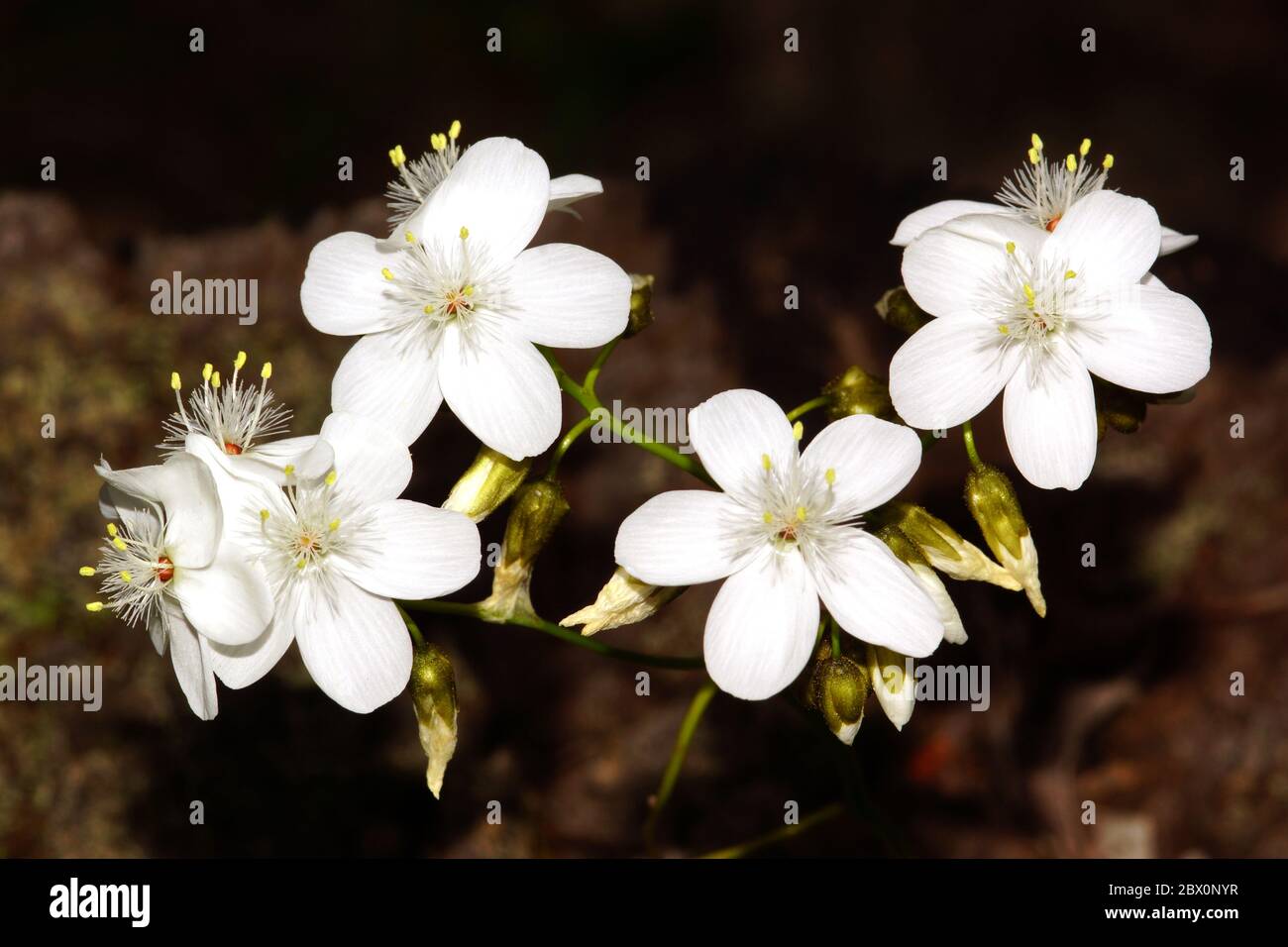 White flowers of the carnivorous pale rainbow sundew Drosera pallida ...