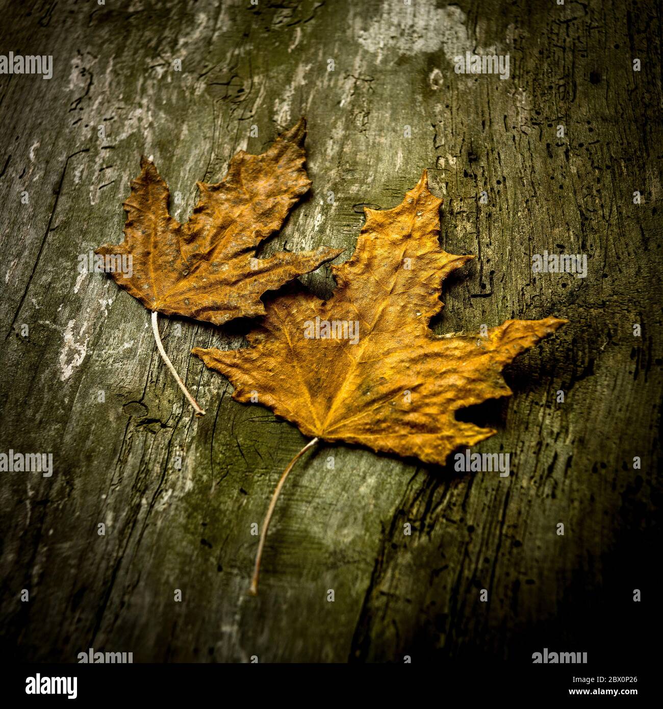 Dried maple lea hi-res stock photography and images - Alamy