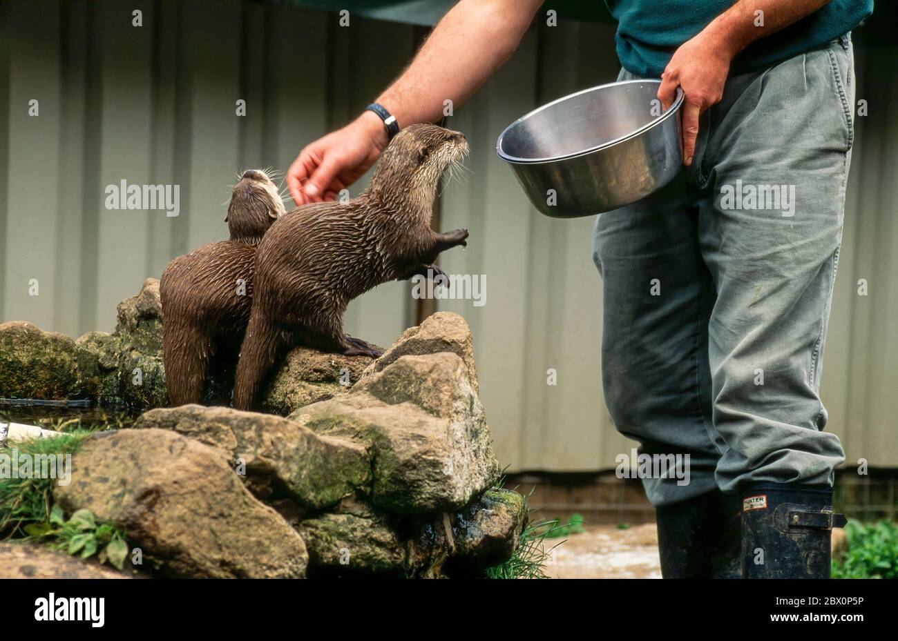 Keeper hand feeding Asian Small clawed Otters (Aonyx cinereus ...