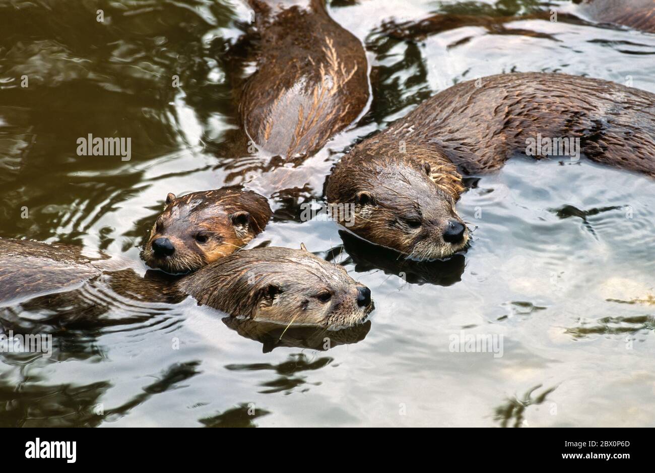 A family of European Otters (Lutra lutra) swimming in water, Dartmoor ...