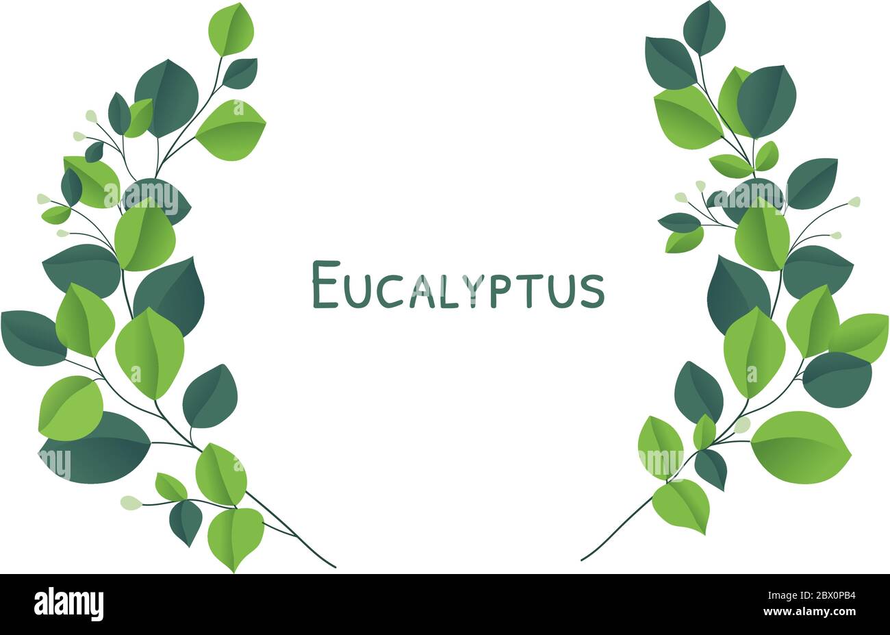 Silver dollar eucalyptus branch Stock Vector Images - Alamy