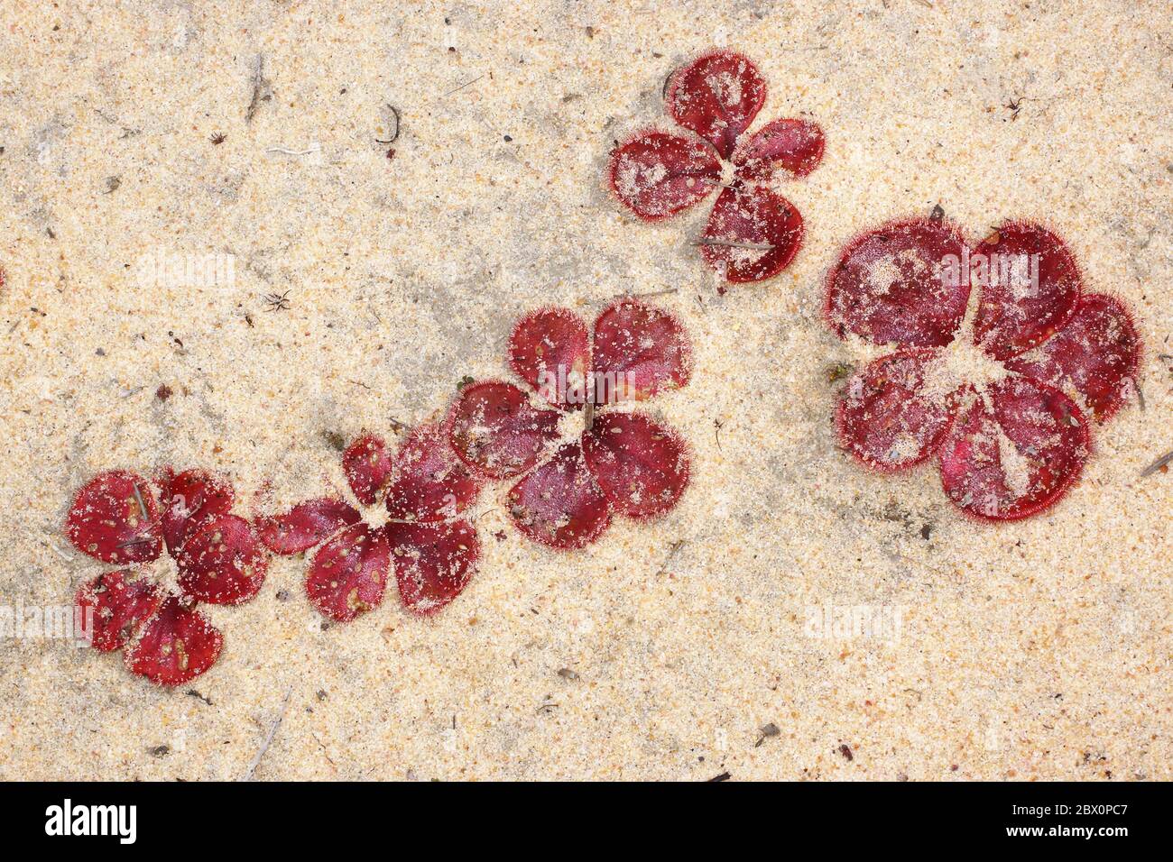 Sundew rosettes hi-res stock photography and images - Alamy
