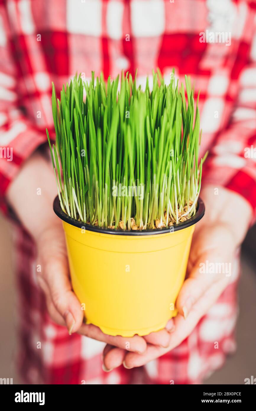 Careful home plant care - potted grass Stock Photo - Alamy