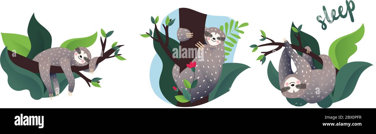 Sloth bear tree Cut Out Stock Images & Pictures - Alamy