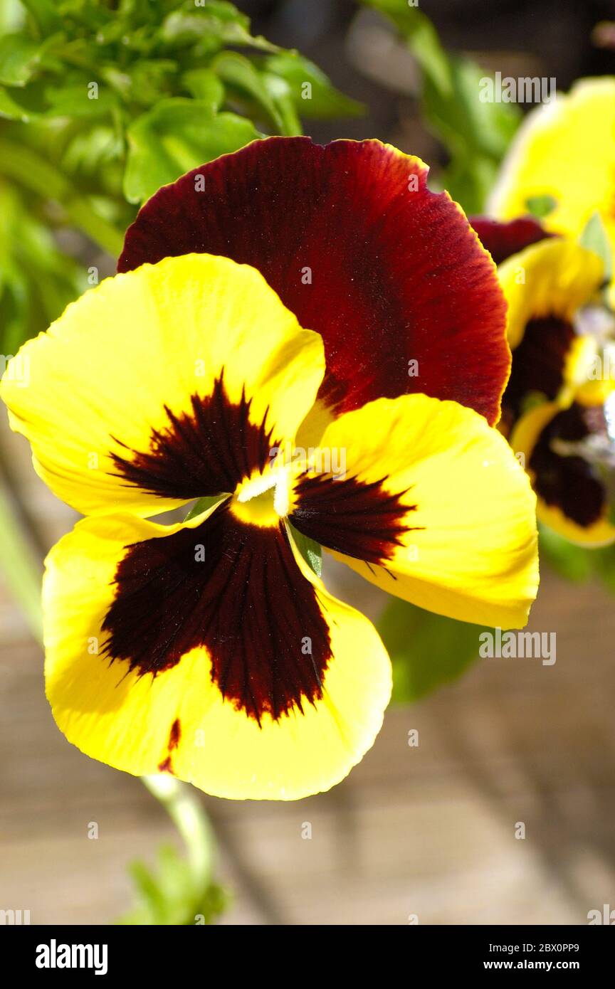 Pansy Face in Close Up (viola Stock Photo - Alamy