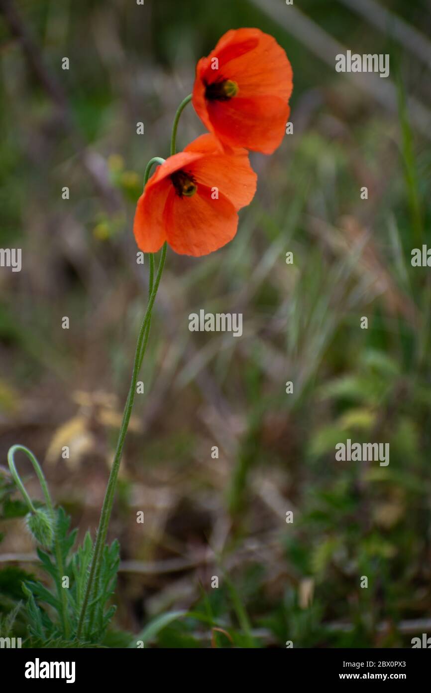 Bretforton hi-res stock photography and images - Alamy