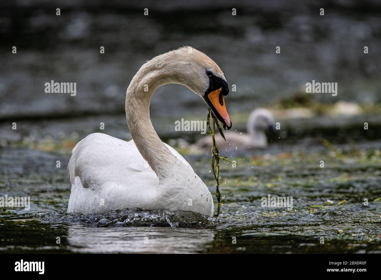 Cygnet by the river hi-res stock photography and images - Alamy