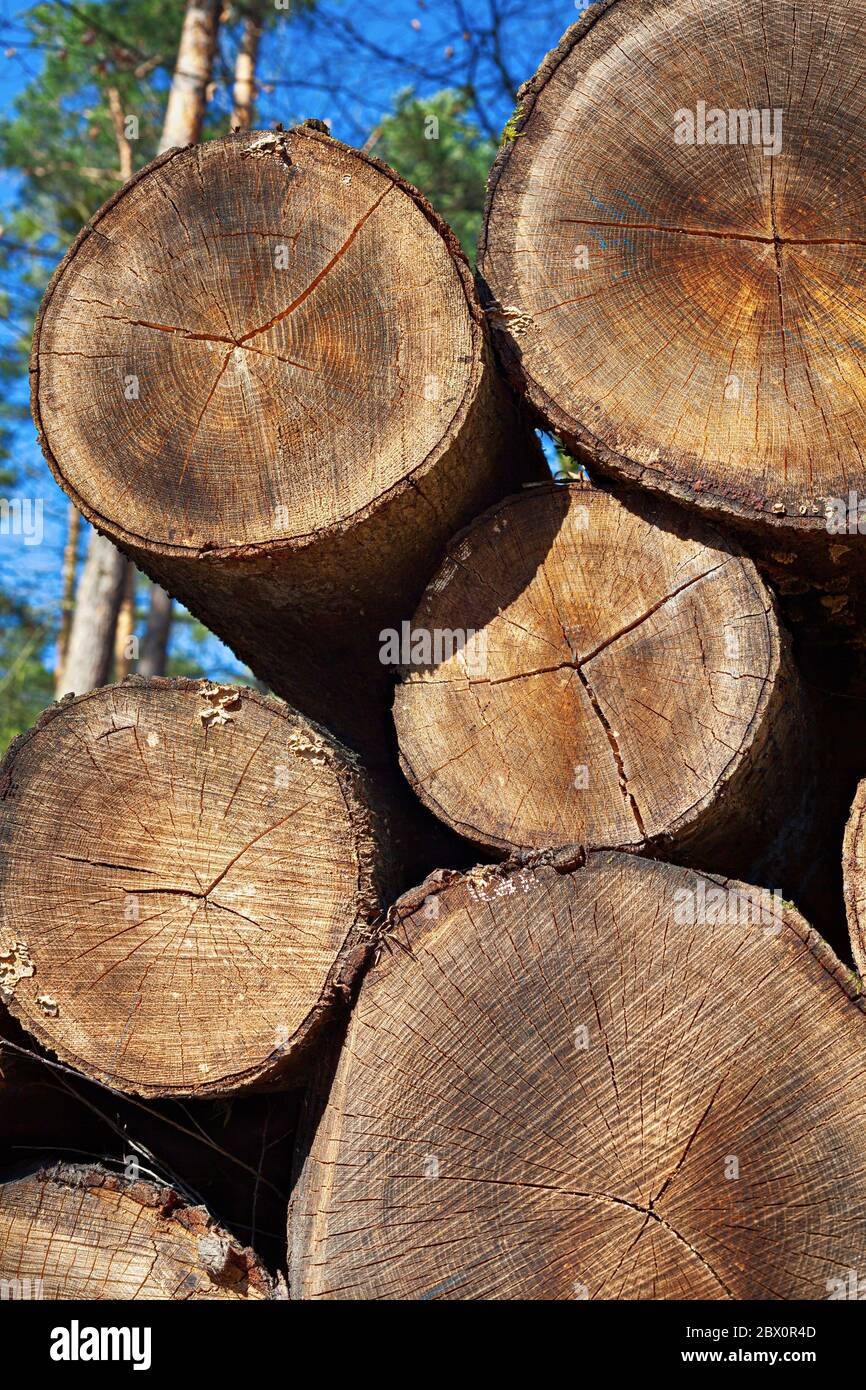 Heap of coniferous trees with a lot of microcracks. Front view. Cutted ...