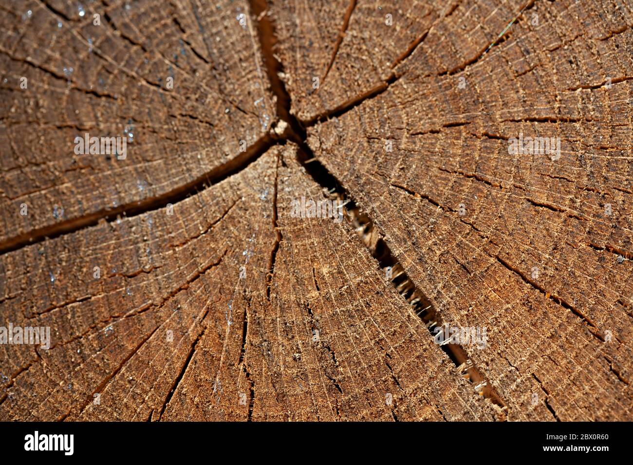 End grain structure hi-res stock photography and images - Alamy