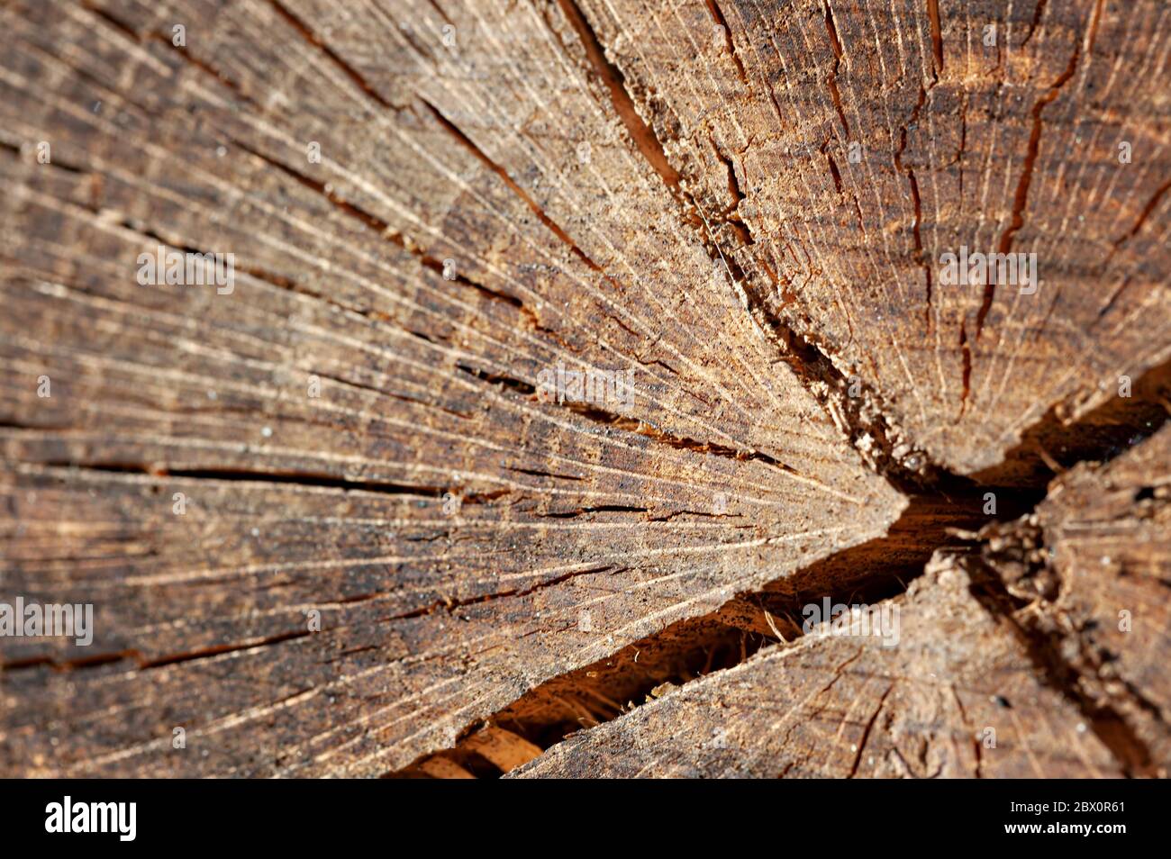 Old wooden tree cut surface. Detailed tones of a felled tree trunk or ...