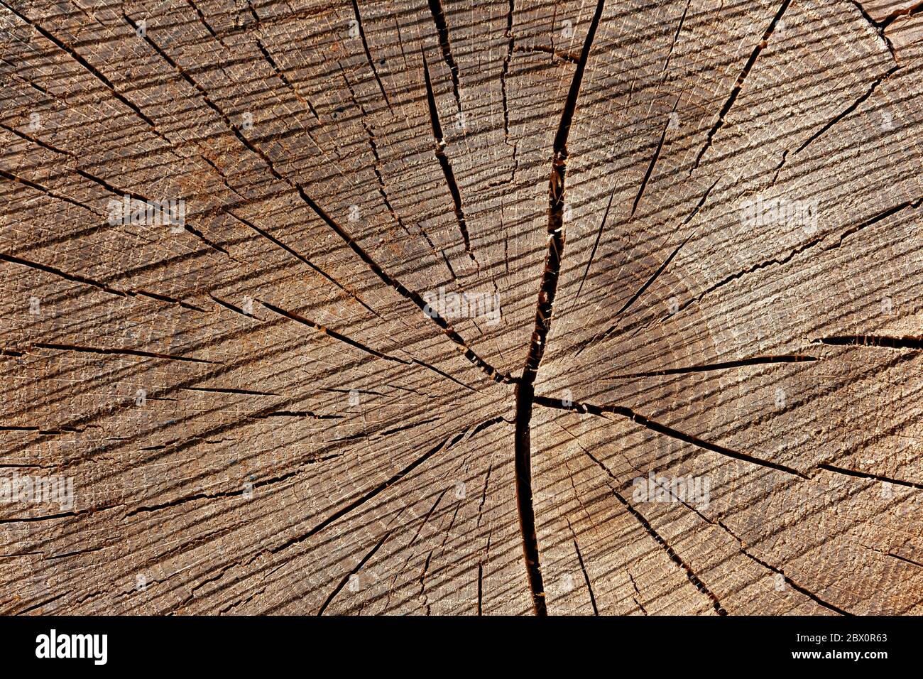 End grain structure hi-res stock photography and images - Alamy