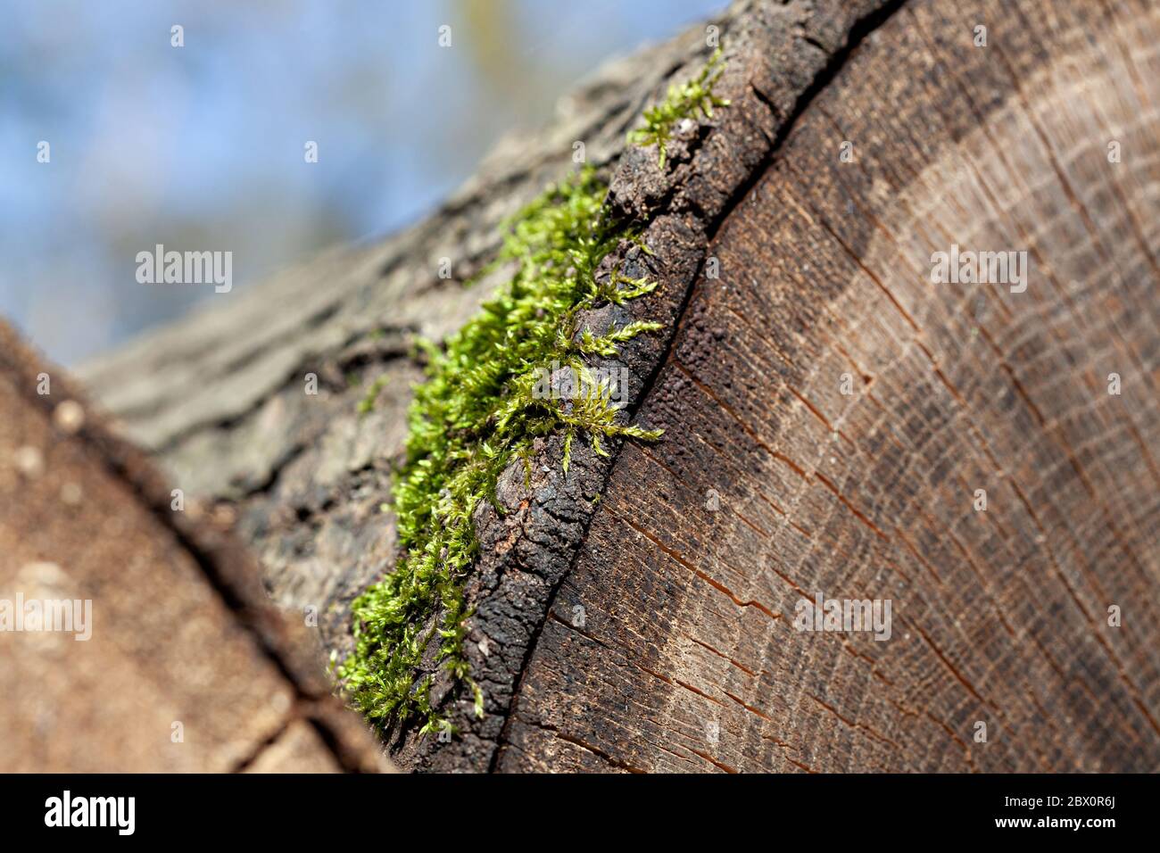 Extreme close up of edge of tree trunk log covered with moss. Green ...