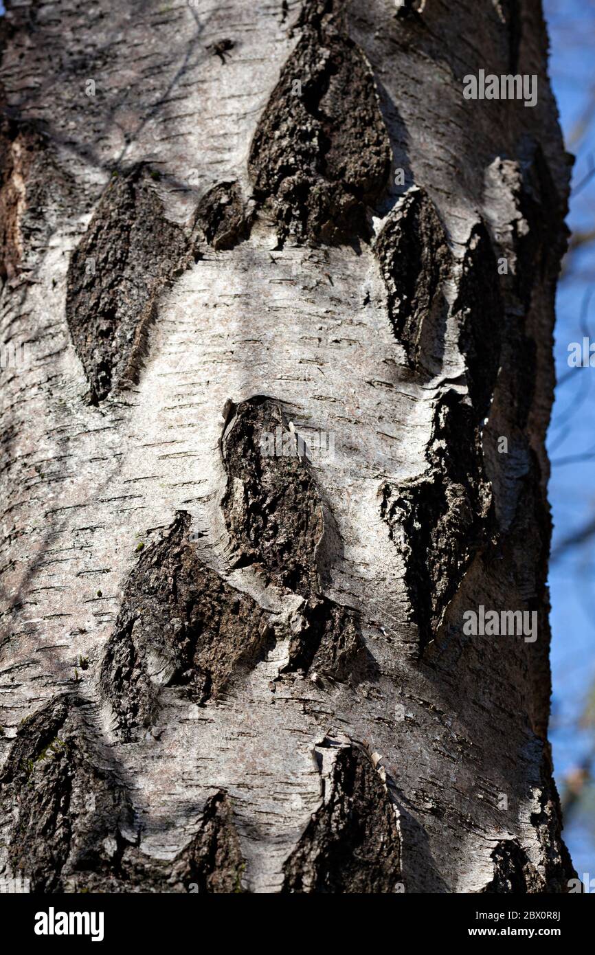 Scratch pattern hi-res stock photography and images - Alamy