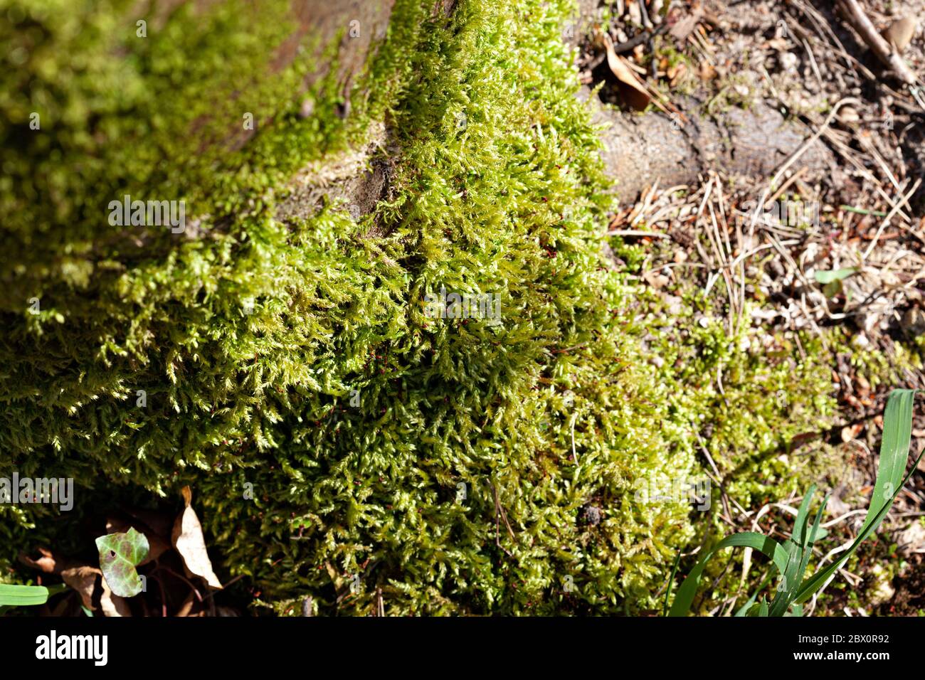 Beautiful green moss on the tree trunk, moss close up, macro. Beautiful ...