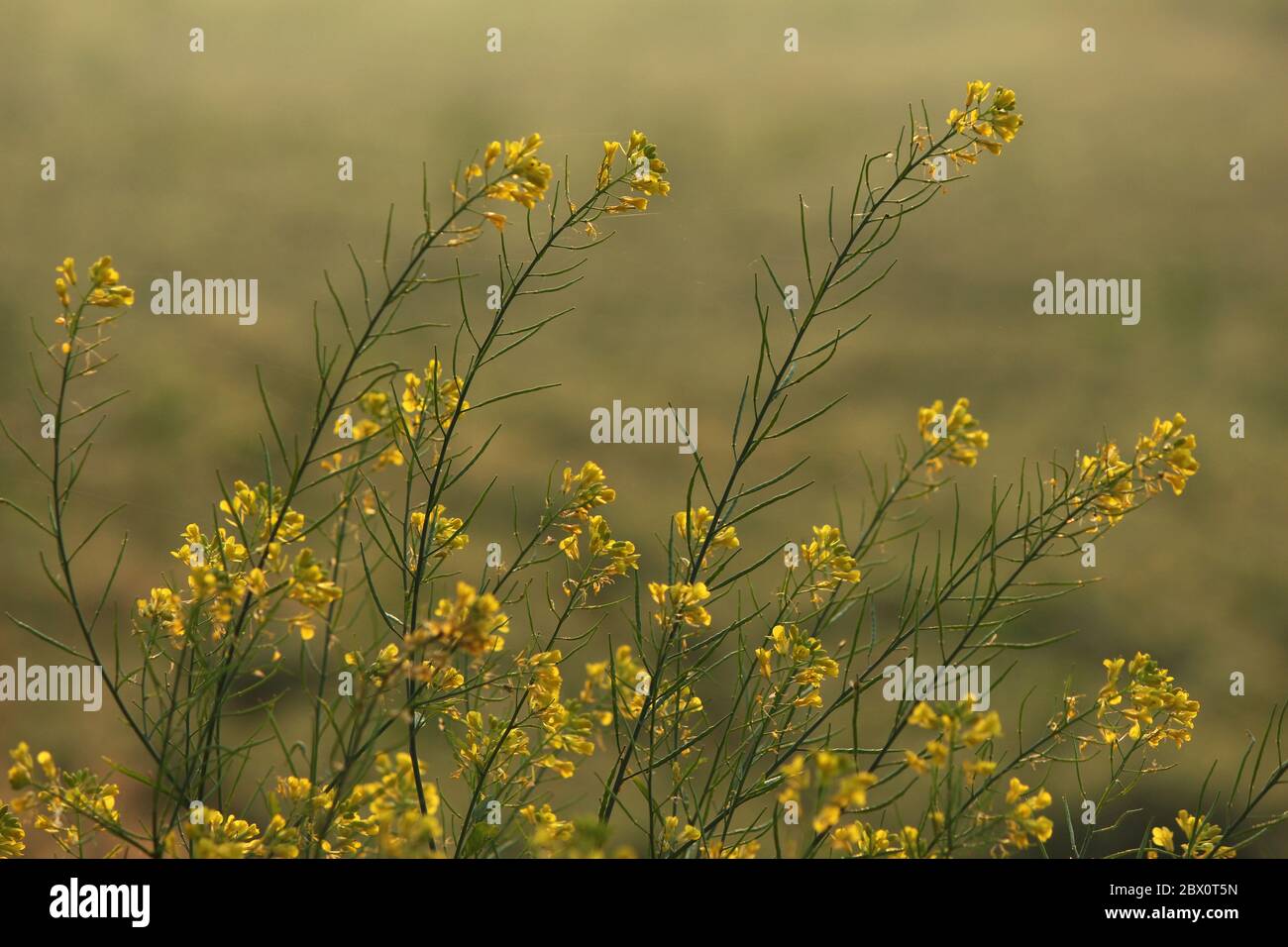 Mustard plant yellow flowers. Mustard seed is used as a spice Stock ...