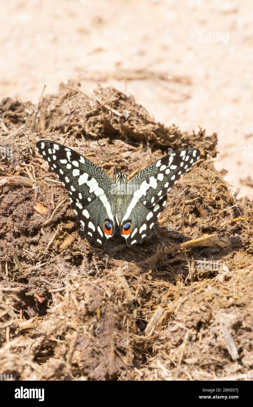 Citrus swallowtail hi-res stock photography and images - Alamy