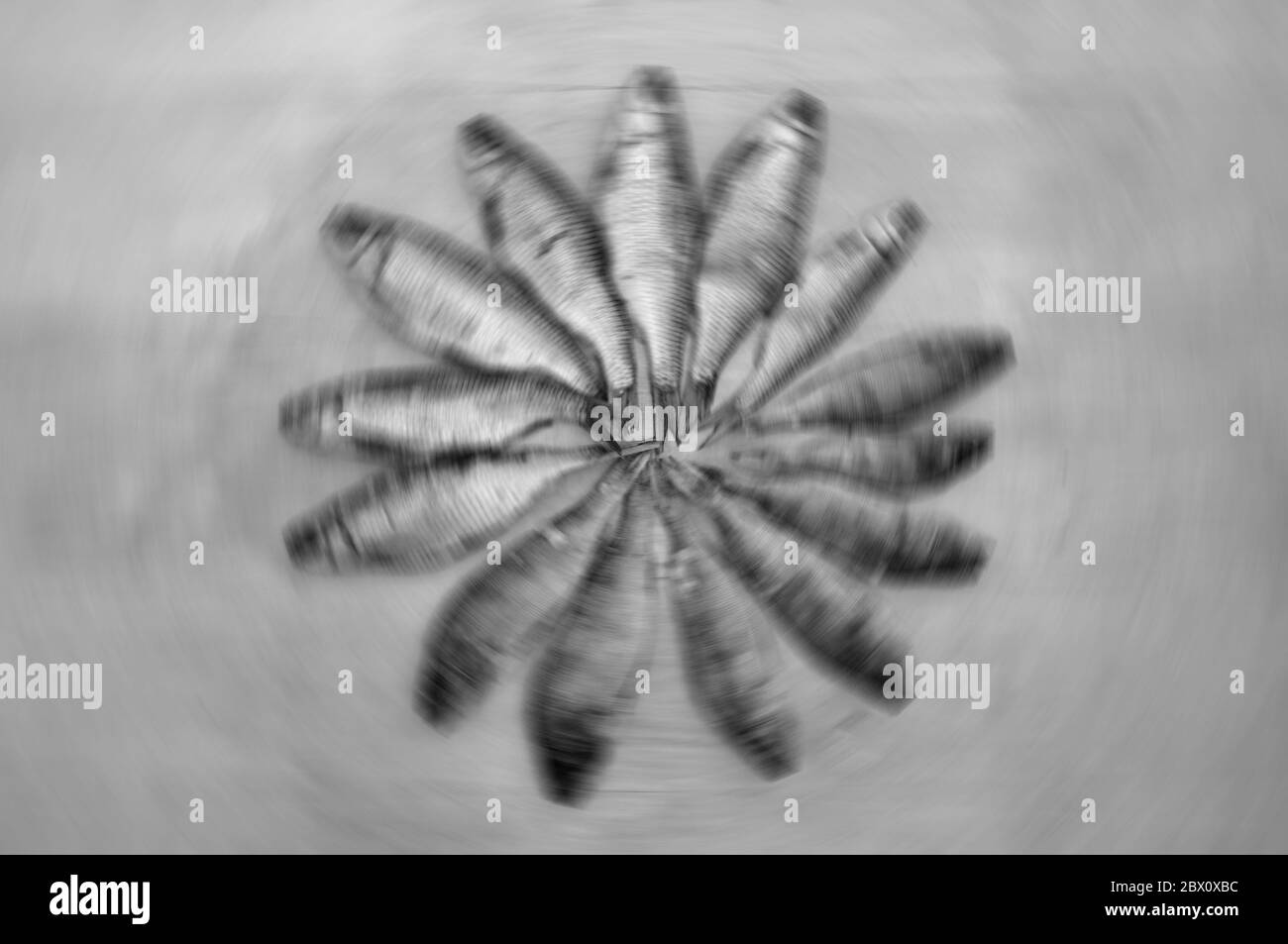 Lined dried fish pattern on a wooden surface. Dried fish product ...