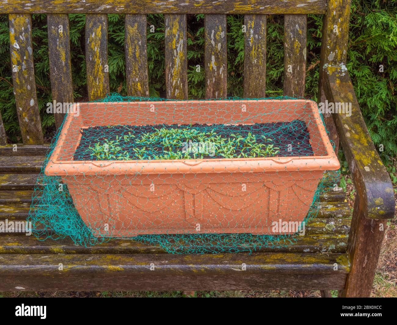 After rainfall, a wet plastic trough on an old wooden bench, with newly ...
