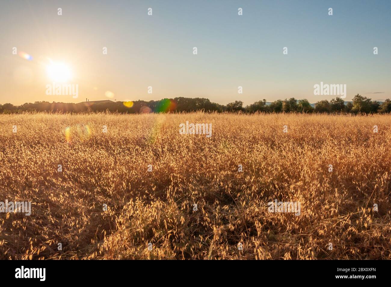Wheat field at sunset. Mallorca Island. Balearic Islands, Spain Stock ...