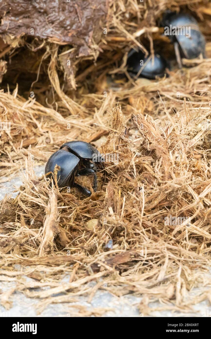 Flightless Dung Beetle (Circellium bacchus) on elephant dung, Addo ...