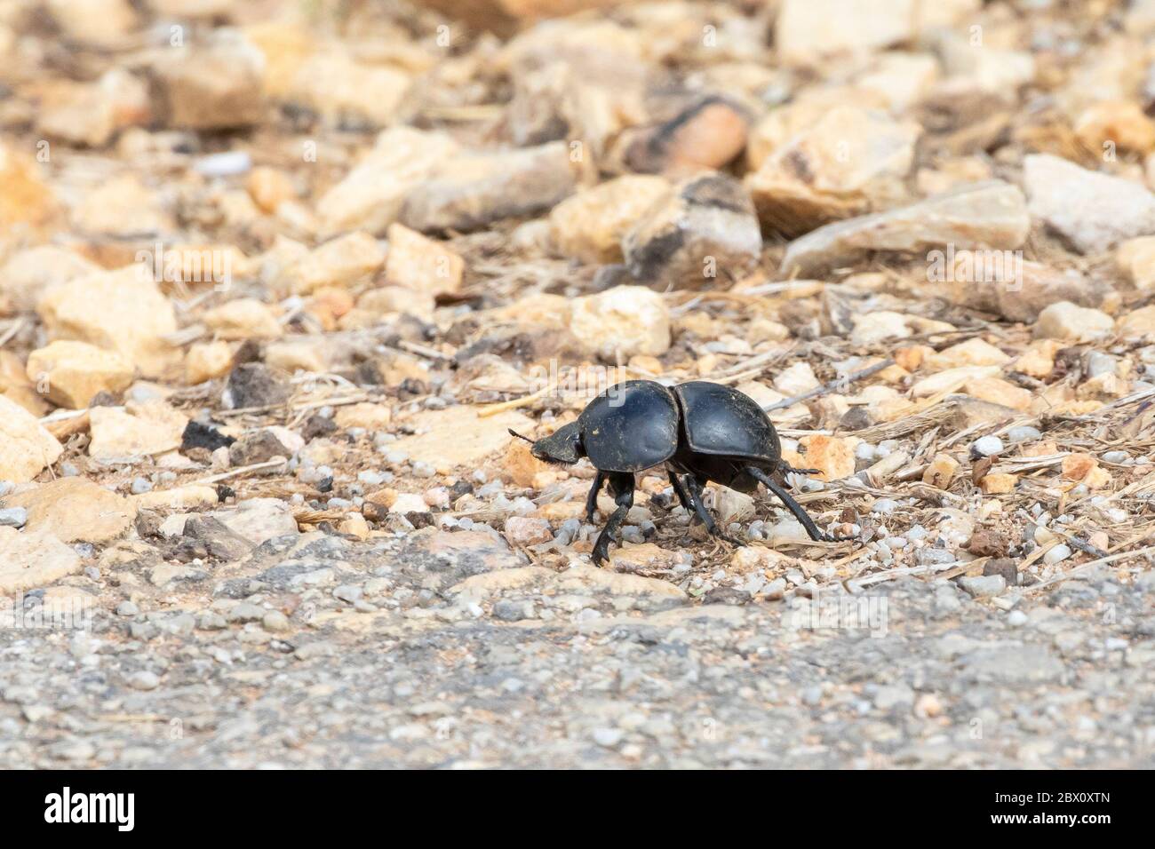 Flightless Dung Beetle (Circellium bacchus) walking on roadside at Addo ...