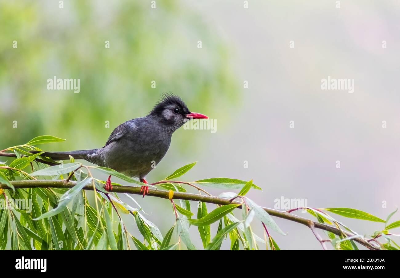 Black bulbul hi-res stock photography and images - Alamy