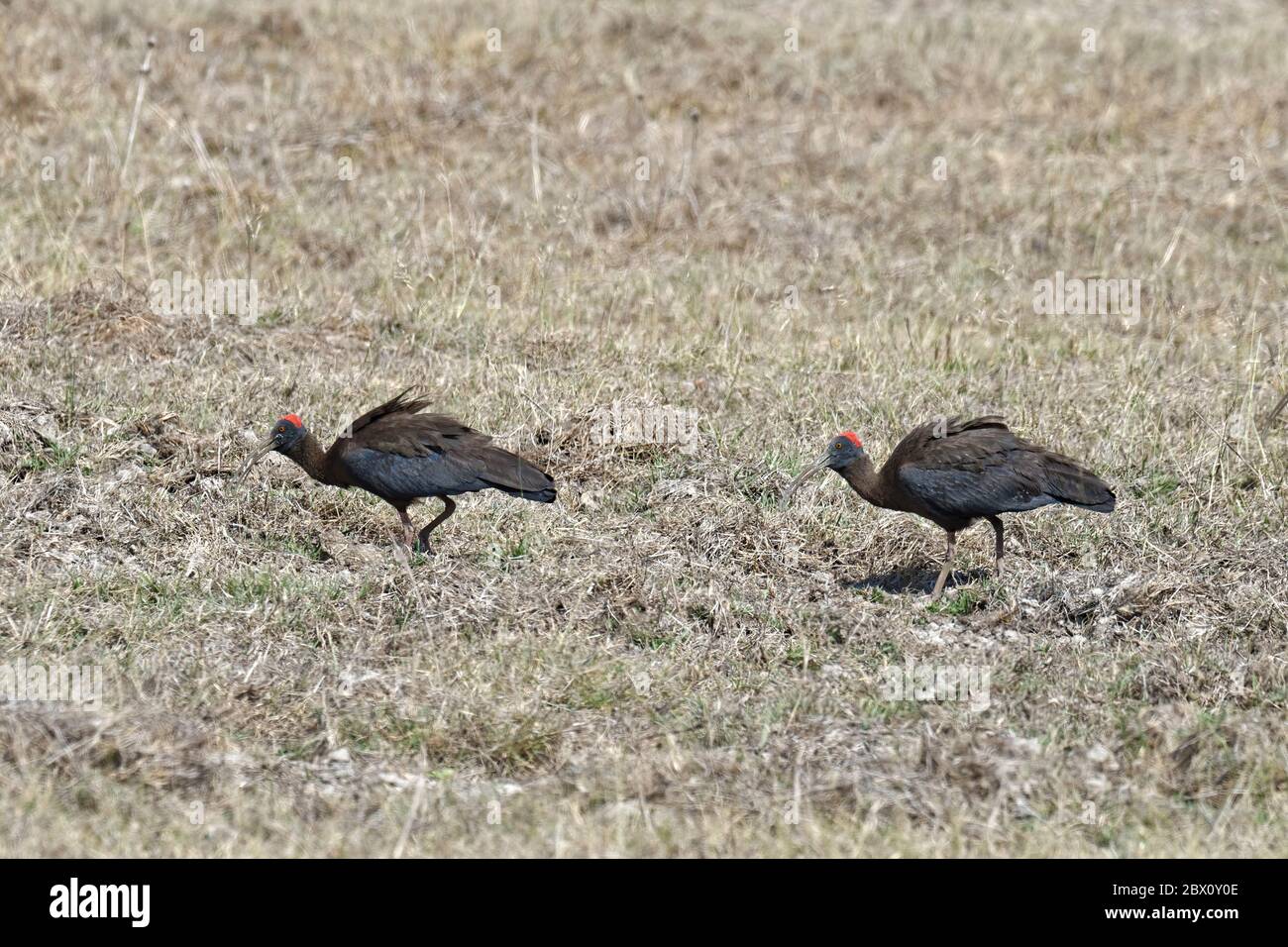 Tiger kanha national park hi-res stock photography and images - Alamy