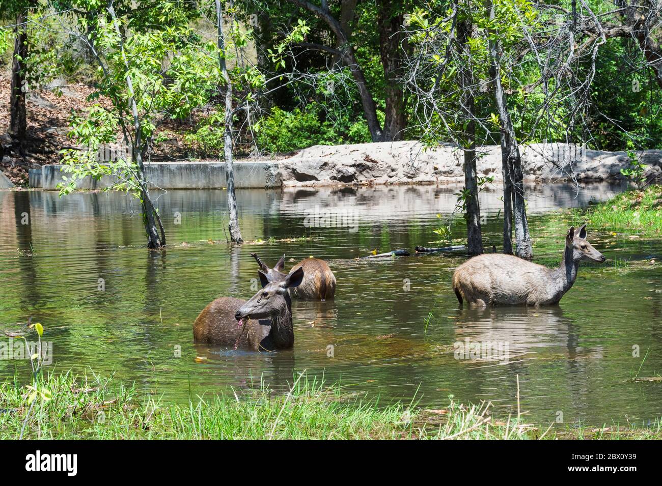 Female Sambar deer (Rusa unicolor) feeding in water, Bandhavgarh ...