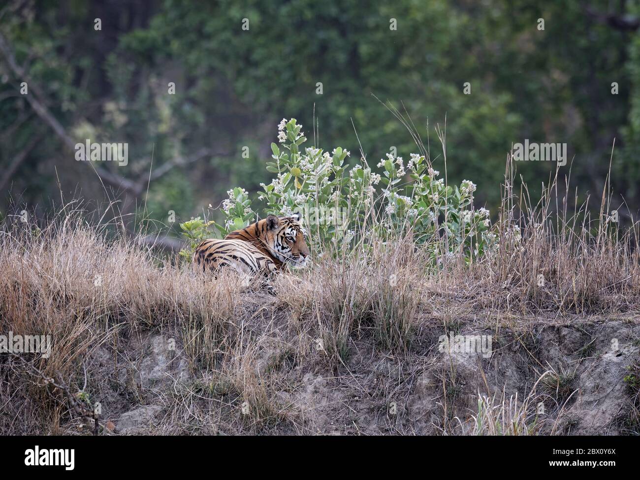 Young male Bengal tiger (Panthera tigris tigris) hiding behind grass ...