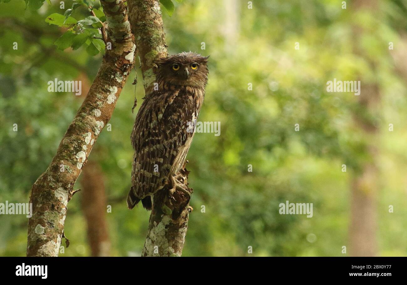 Brown Fish owl on tree, Bubo zeylonensis, Nagarhole National Park ...
