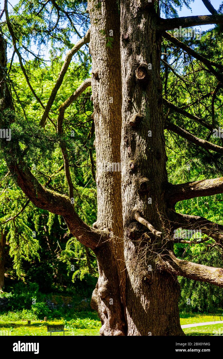 Natural texture old pine hi-res stock photography and images - Alamy
