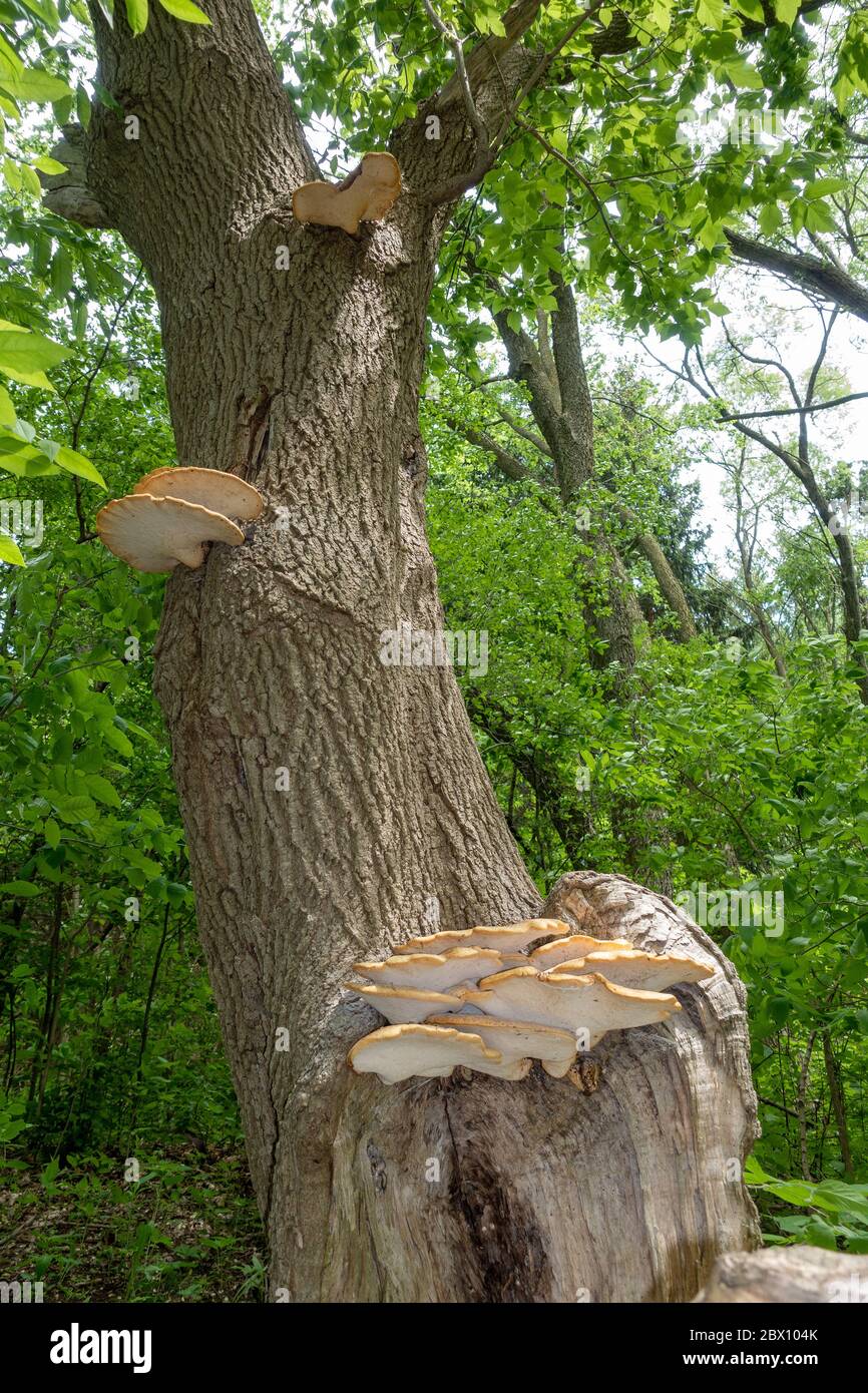 Clusters Of Dryad's Saddle (Polyporus squamosus), Fungus On A Tree ...