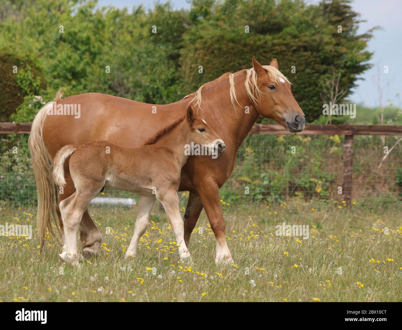 A rare breed Suffolk Punch foal Stock Photo - Alamy