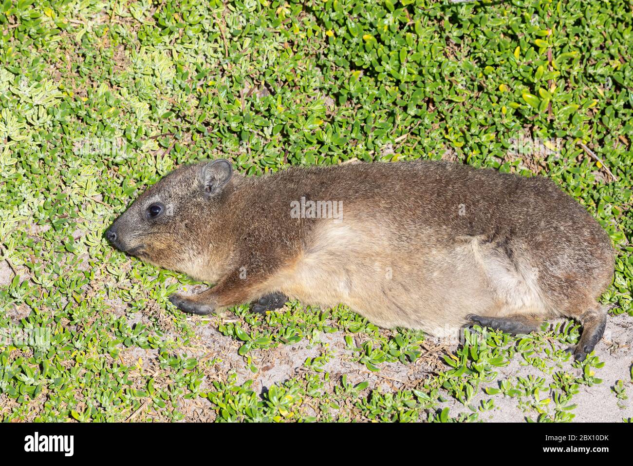 Rabbit sunbathing hi-res stock photography and images - Alamy