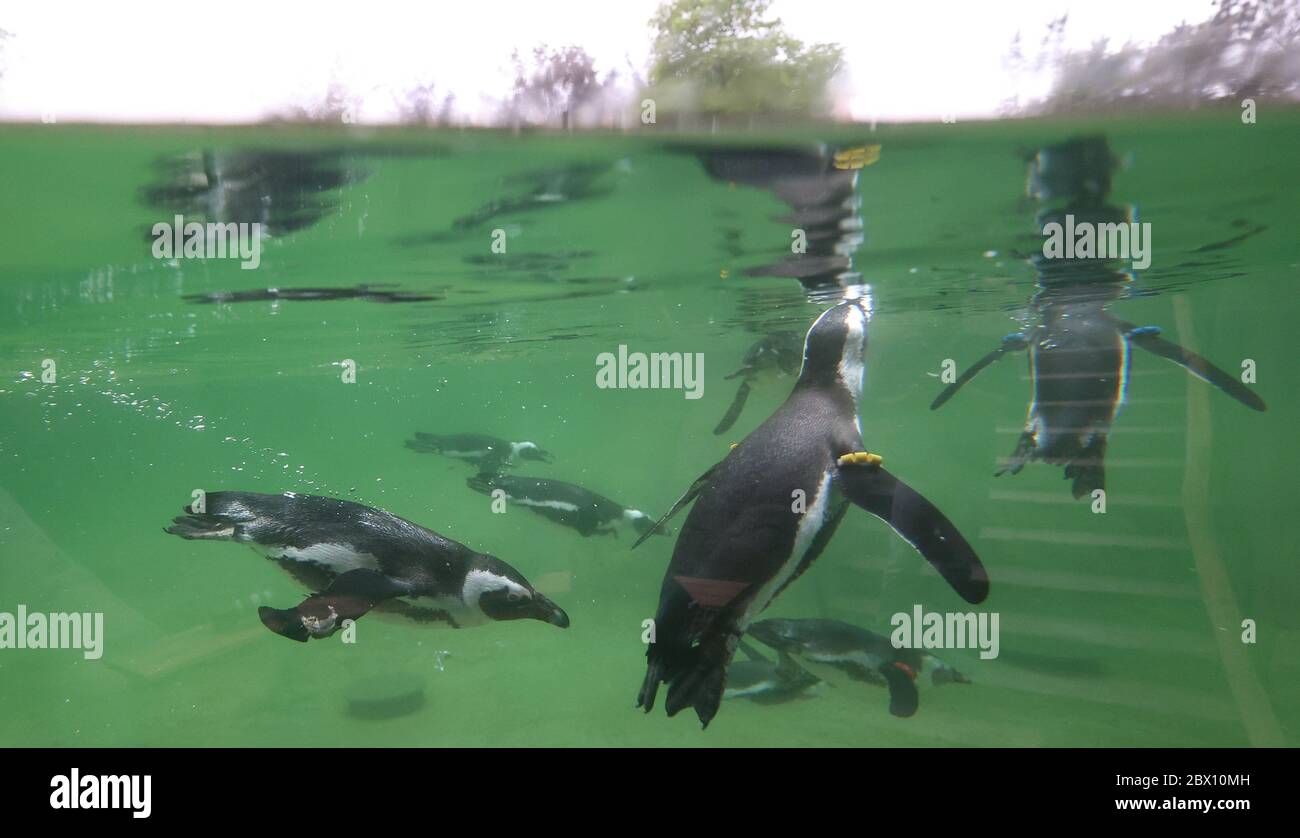 firo 06/04/2020 ZOO, ZOOM Gelsenkirchen Spectacled Penguins, Penguin ...