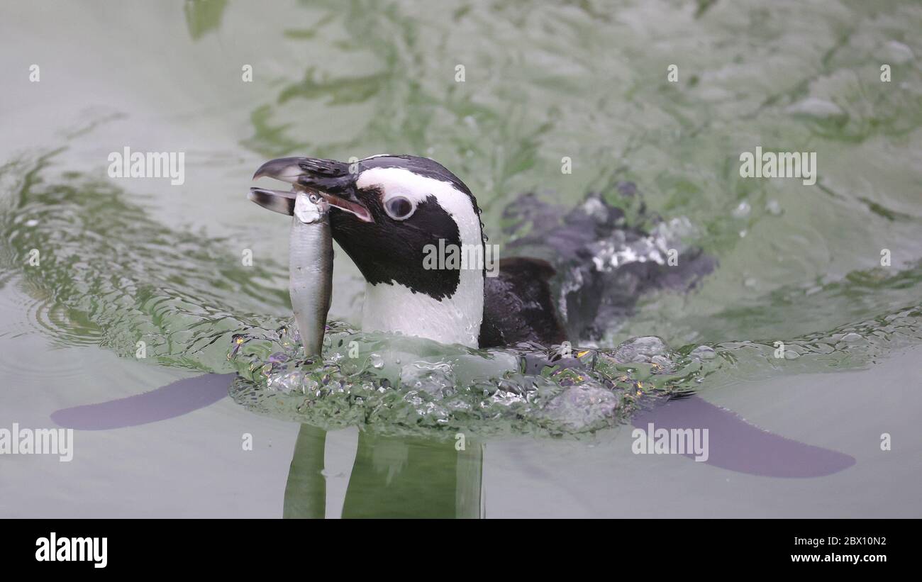 firo 04.06.2020 ZOO, ZOOM Gelsenkirchen Spectacled penguin with fish in ...