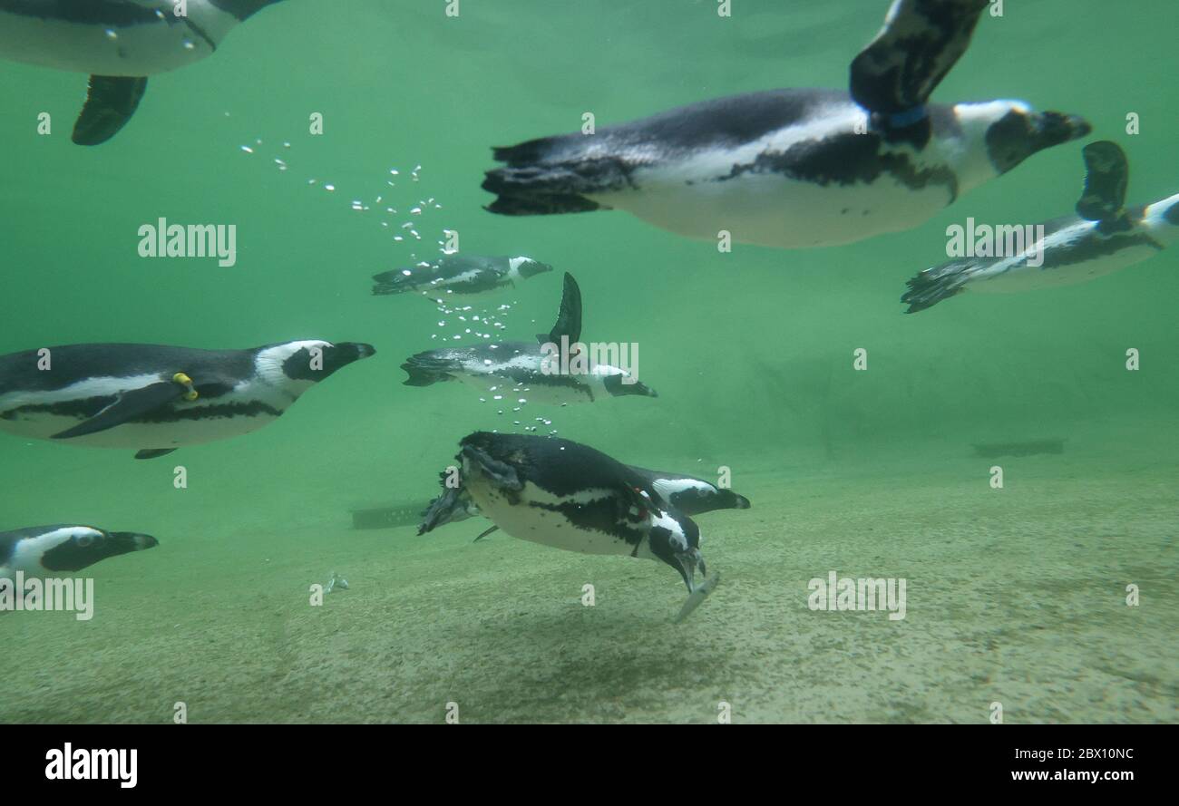 African penguin swim fish hi-res stock photography and images - Alamy