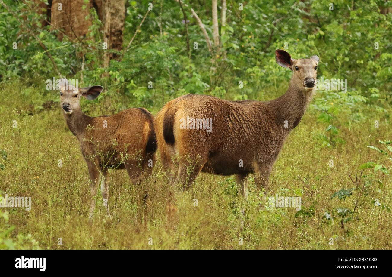 Two Sambhar Deers looking at camera, Rusa unicolor, Nagarhole National ...