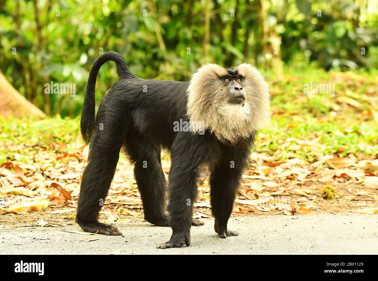 Valparai lion tailed macaque hi-res stock photography and images - Alamy