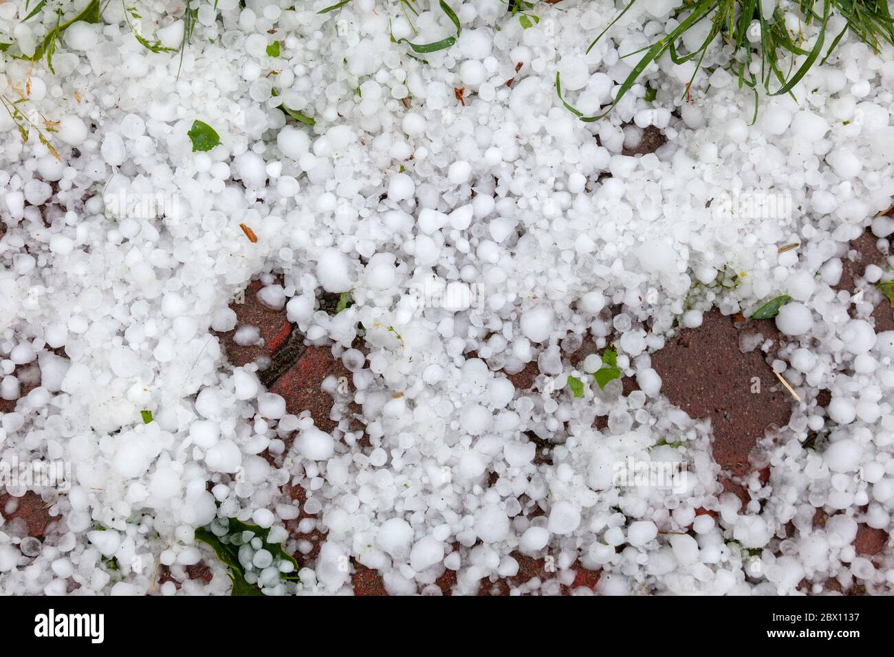 Hailstone on the grass after the storm Stock Photo - Alamy