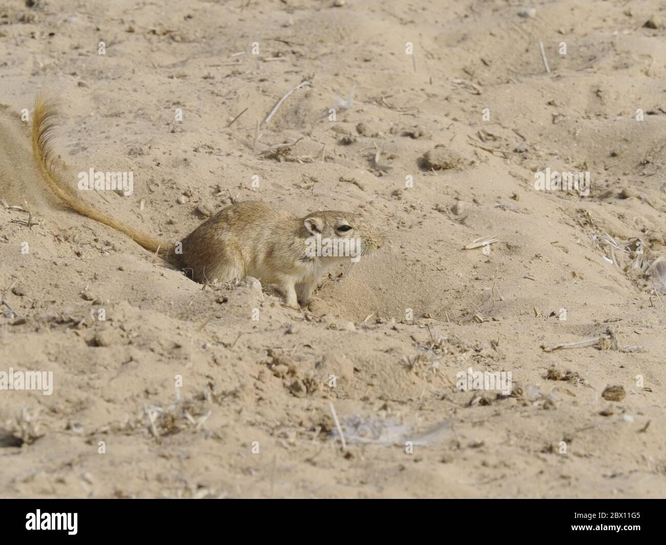 Tatera hi-res stock photography and images - Alamy