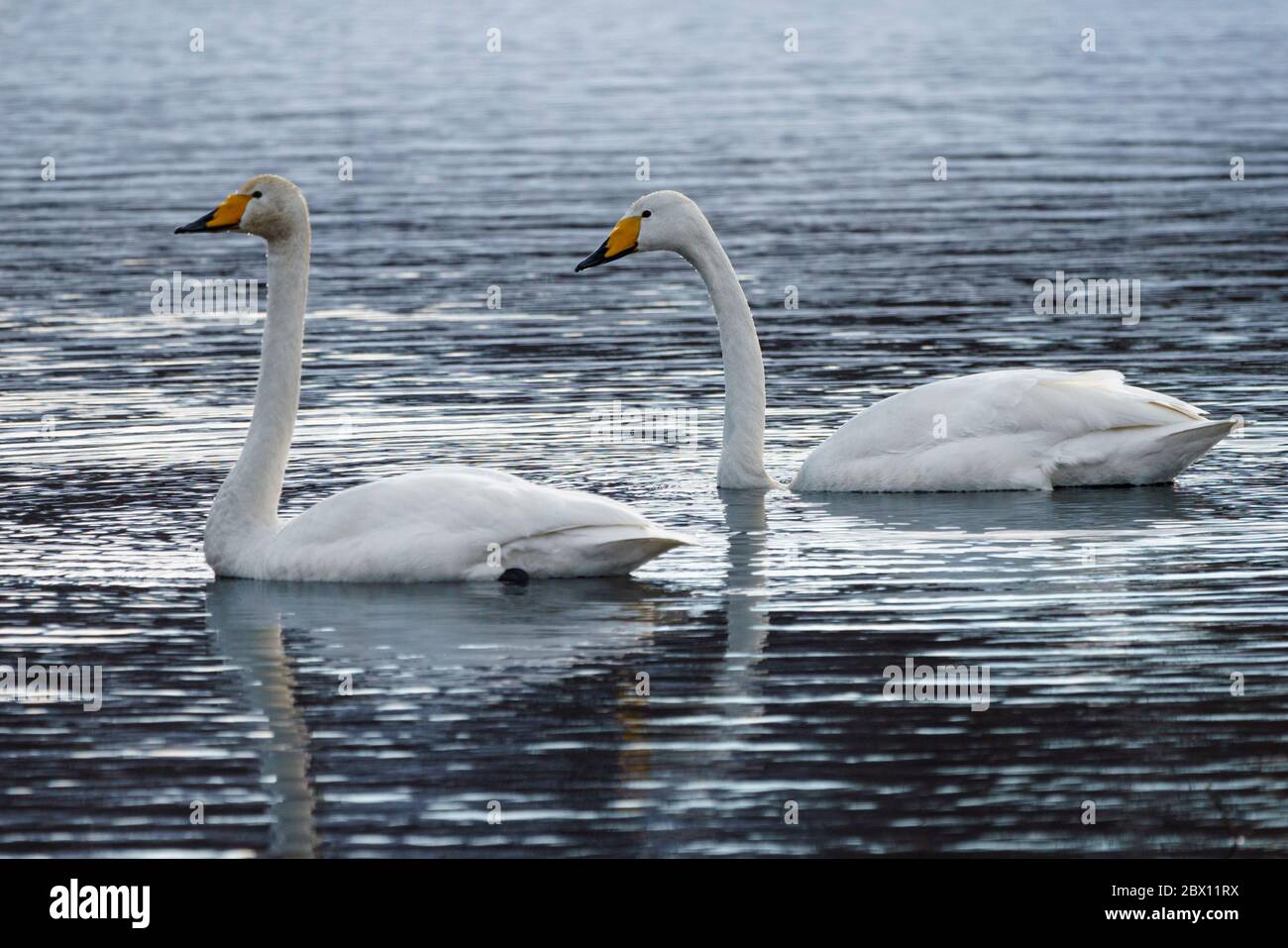 Two Whooper swans, Cygnus cygnus swimming, Gällivare, Swedish Lapland ...