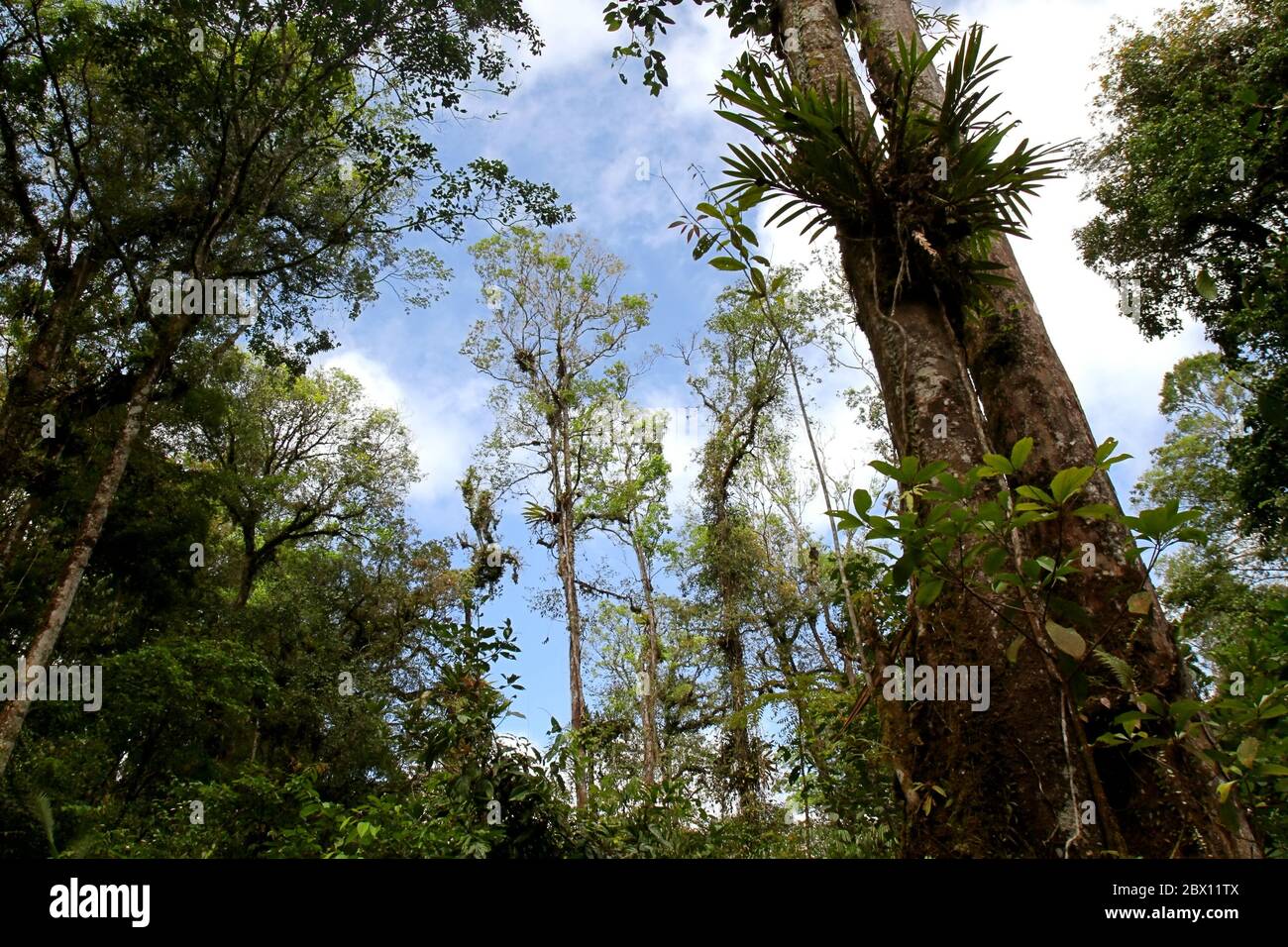 Tropical rainforest in Gunung Halimun Salak National Park, West Java ...