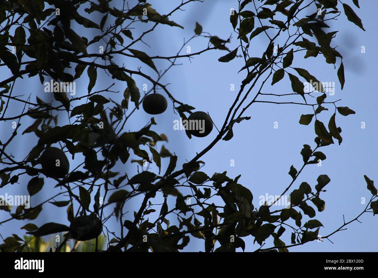 Bangladesh village hi-res stock photography and images - Alamy