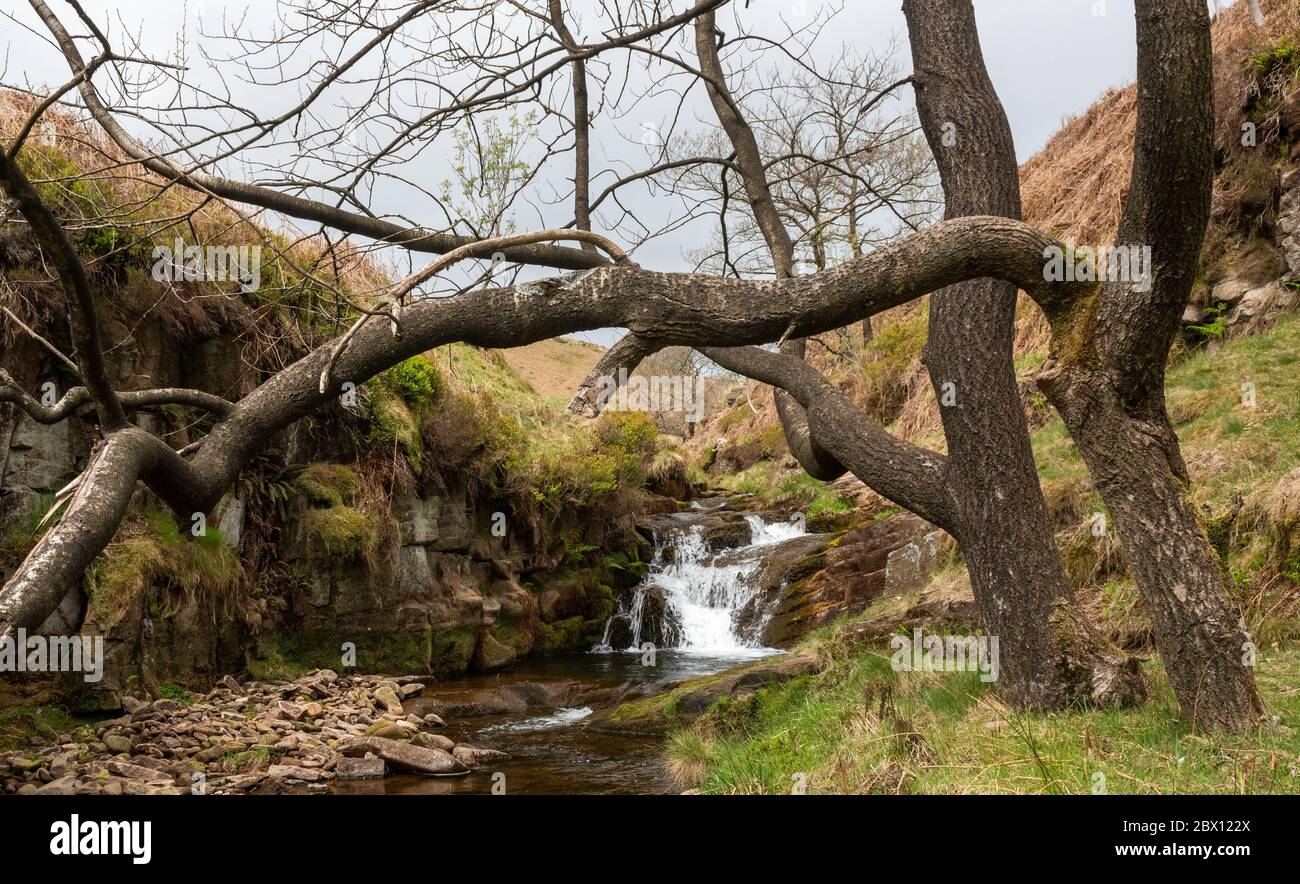 River Dane waterfall,Peak District National Park ,Stafford-shire ...