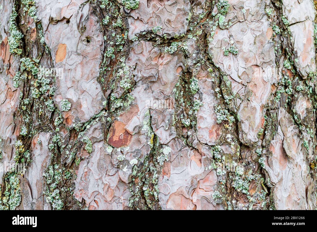 Interspersed Tree High Resolution Stock Photography and Images - Alamy