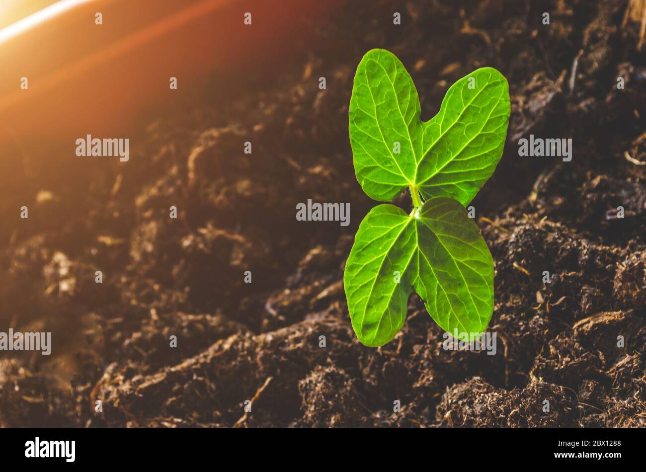Two Curly Leaves High Resolution Stock Photography and Images - Alamy