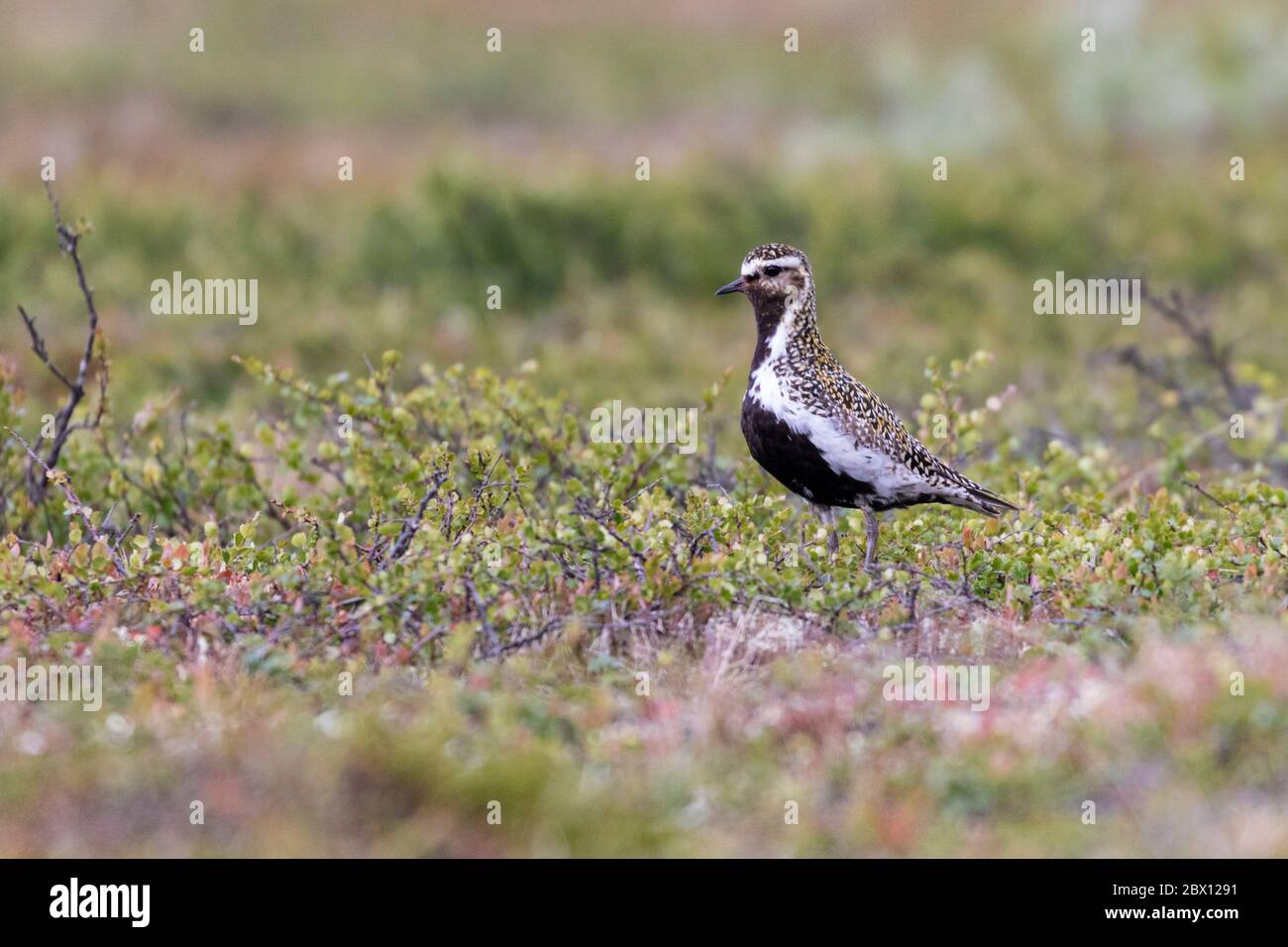European golden plover, Pluvialis apricaria walking on the ground on ...