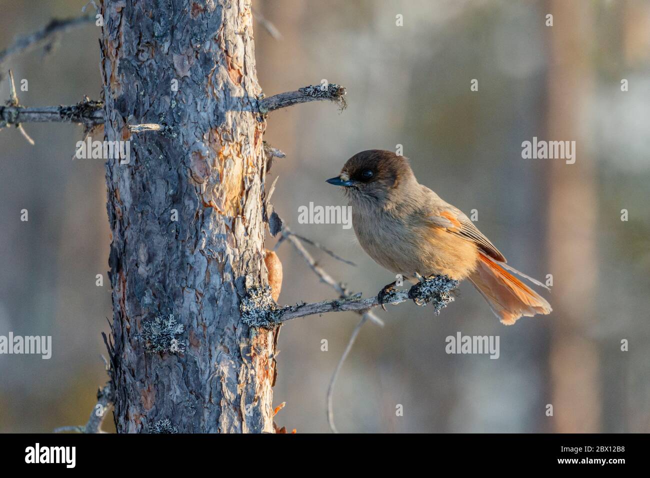Siberian Jay, Perisoreus infaustus, sitting in a pine tree in nice warm ...