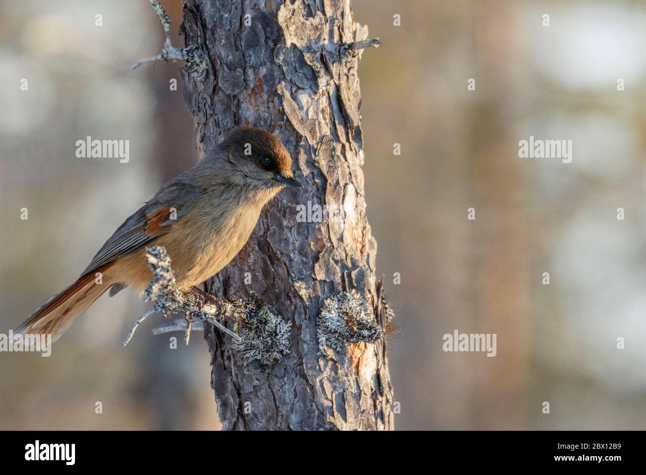 Siberian Jay, Perisoreus infaustus, sitting in a pine tree in nice warm ...